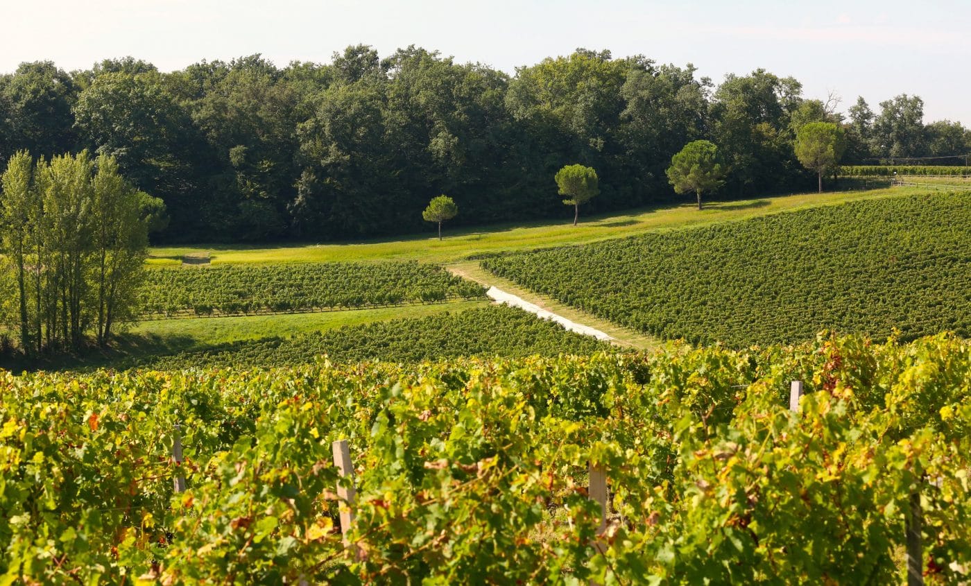 How to Manage a Bordeaux Vineyard - Part Two - Vineyards Bordeaux