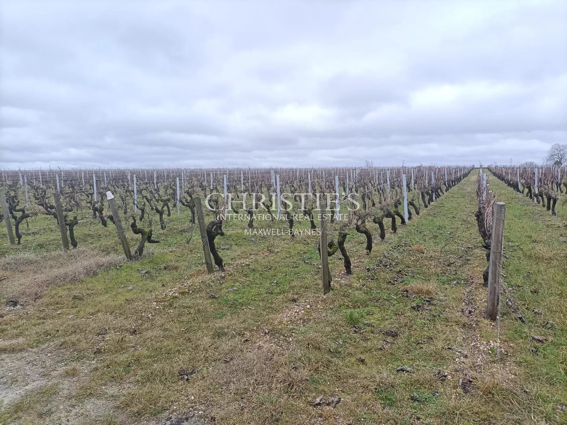 Parcelles de vignes à vendre | Vineyards | Achat vignes