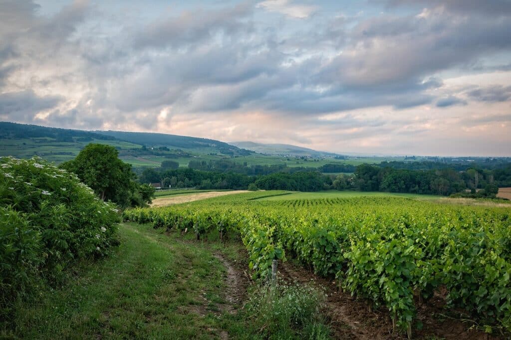 What Is a Vineyard? Everything You Need to Know to Invest in an ...