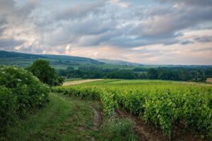 What Is a Vineyard? Everything You Need to Know to Invest in an ...