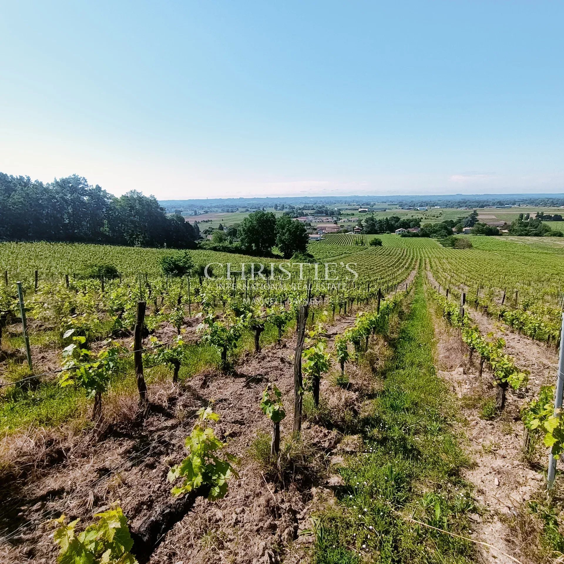 Parcelles de vignes à vendre | Vineyards | Achat vignes
