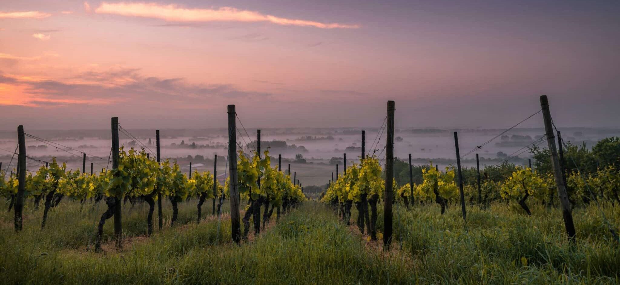 How to Create a Vineyard: A Journey of Passion, Terroir, and Legacy ...